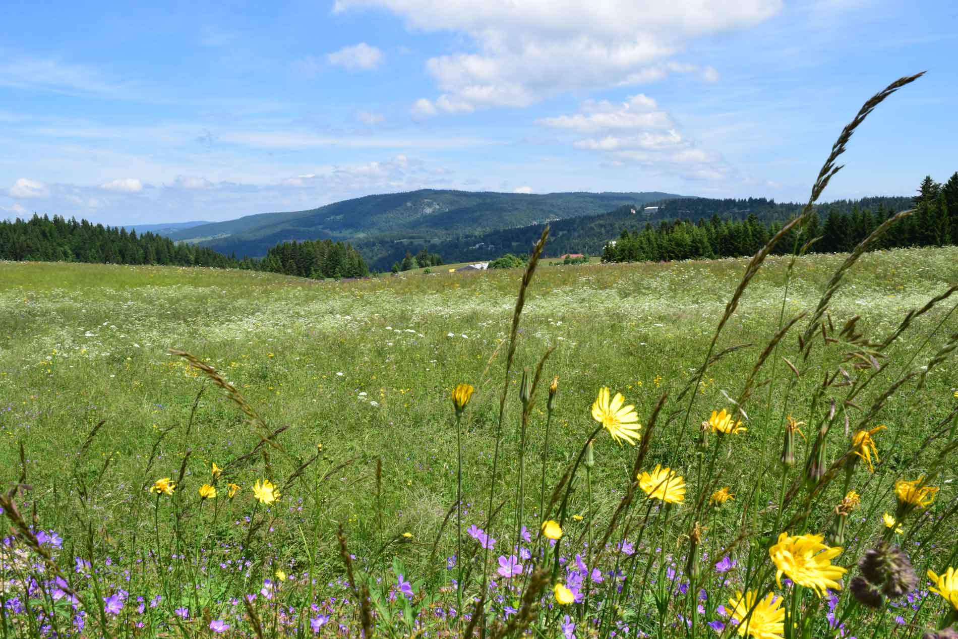 Notre territoire - Bleu de Gex